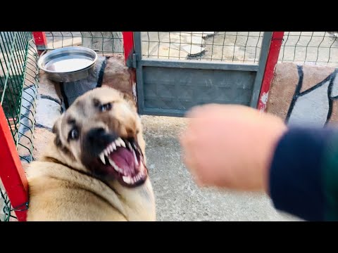 KÖPEKLERİN BOYUNU ÖLÇERKEN KENDİ BOYUMUN ÖLÇÜSÜNÜ ALDIM :)