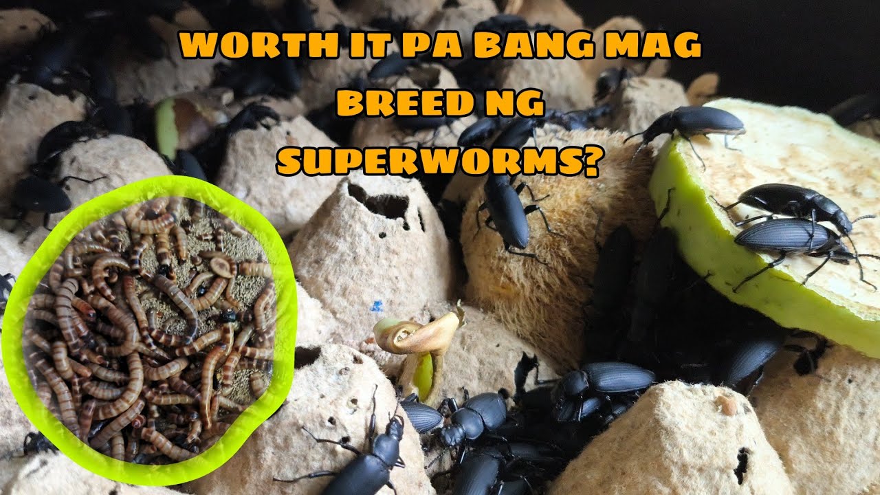 SUPERWORM BREEDING PHILIPPINES: WORTH IT PA BA MAG ALAGA NG SUPERWORMS SA PINAS? - YouTube