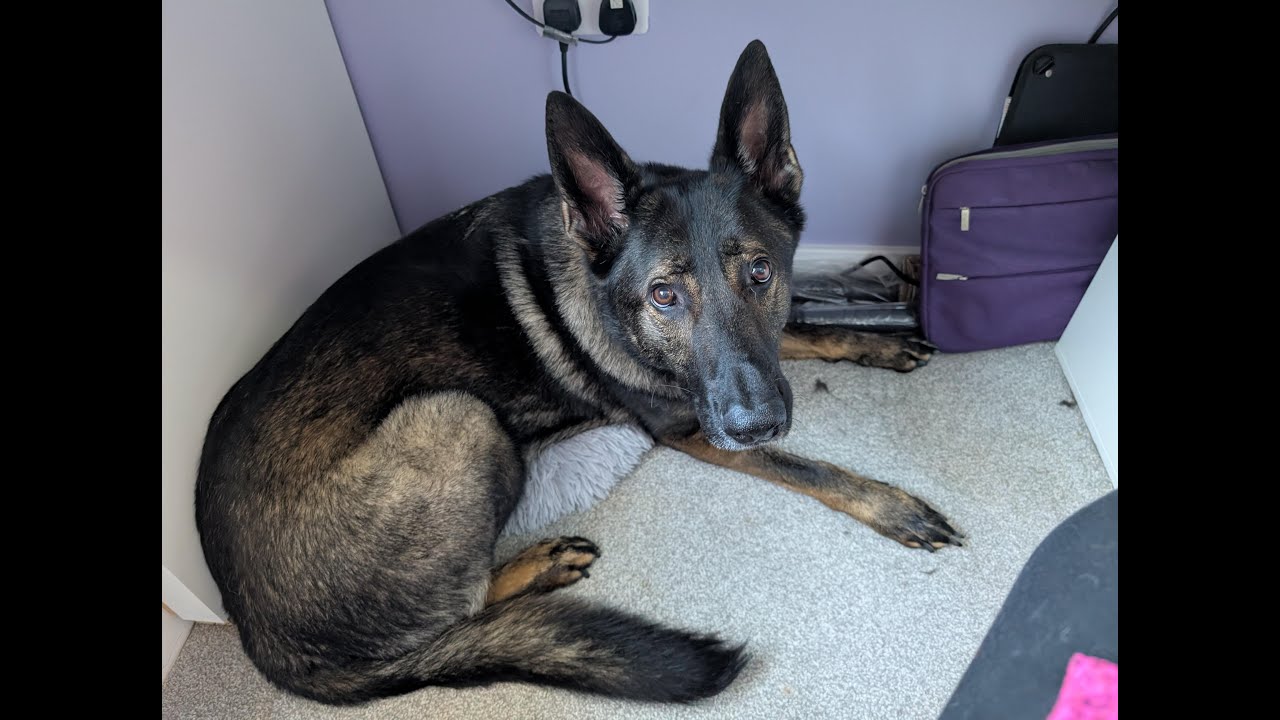 Vet Answer: German Shepherd Struggling with Anxiety in New Home - YouTube
