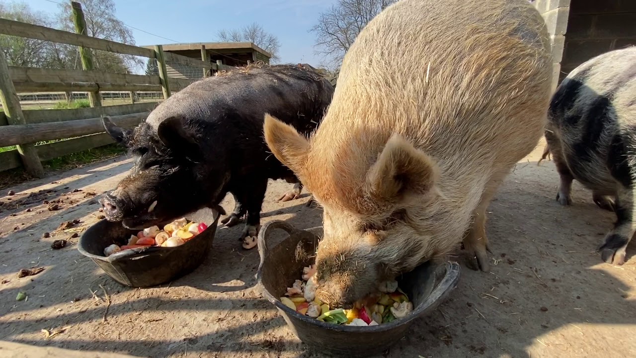 Feed Our Hungry Rescue Pigs! ASMR- Hopefield Animal Sanctuary - YouTube