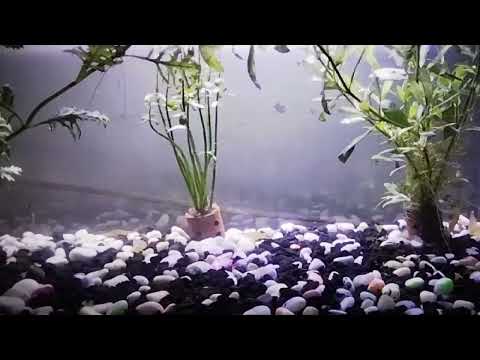 channa asiastika di Masukin ikan mas ke , aquarium chaana asiastika ws