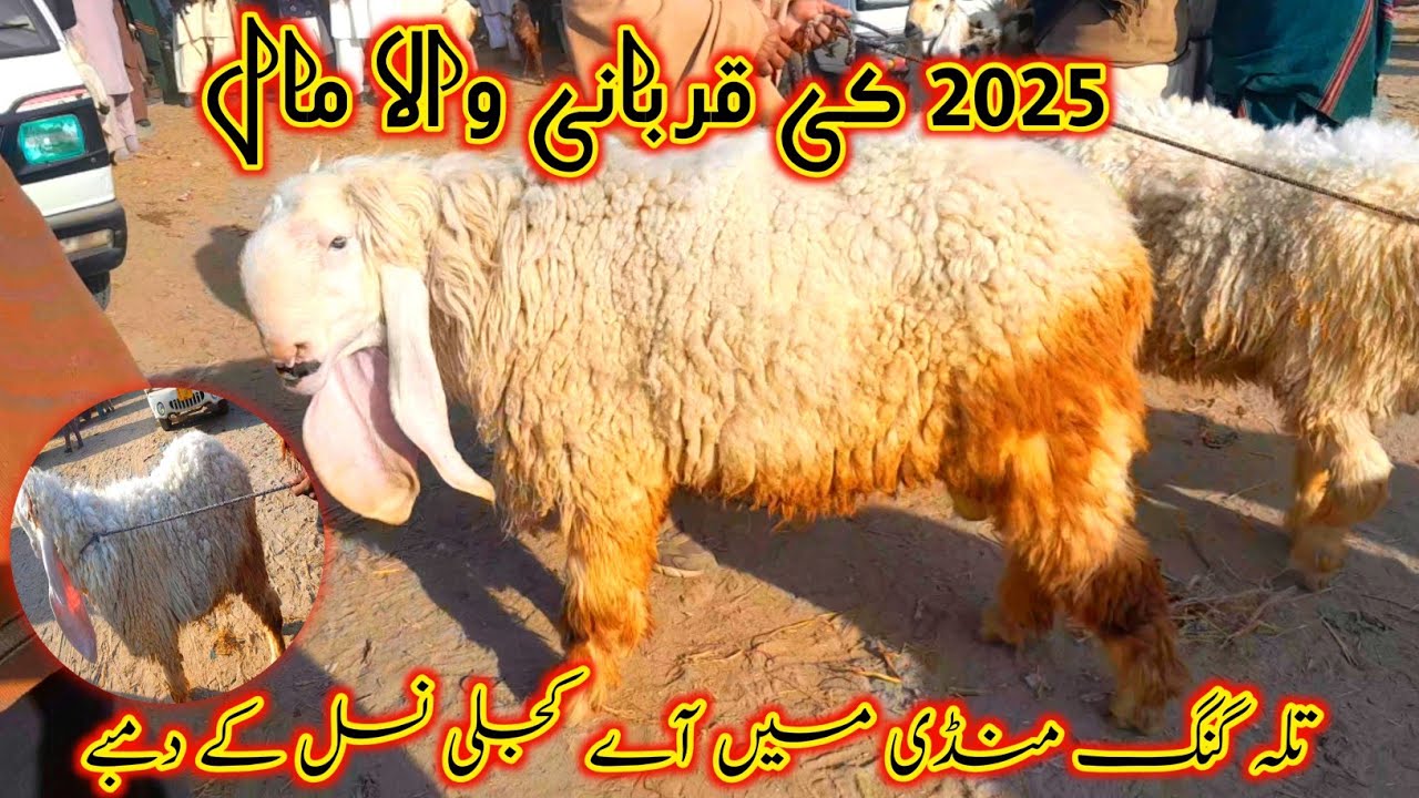 kajlli dumba, goat farming, bakra Mandi,, zero size dumba in Pakistan ...