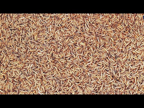 feed my koi with super worms - YouTube