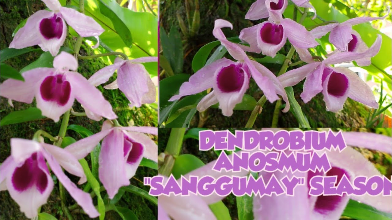 Dendrobium anosmum or sanggumay season - YouTube