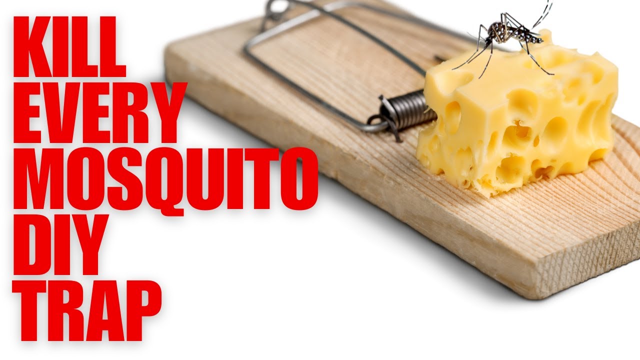 DIY Mosquito Trap That WORKS Everytime | Guaranteed To Kill Thousands ...
