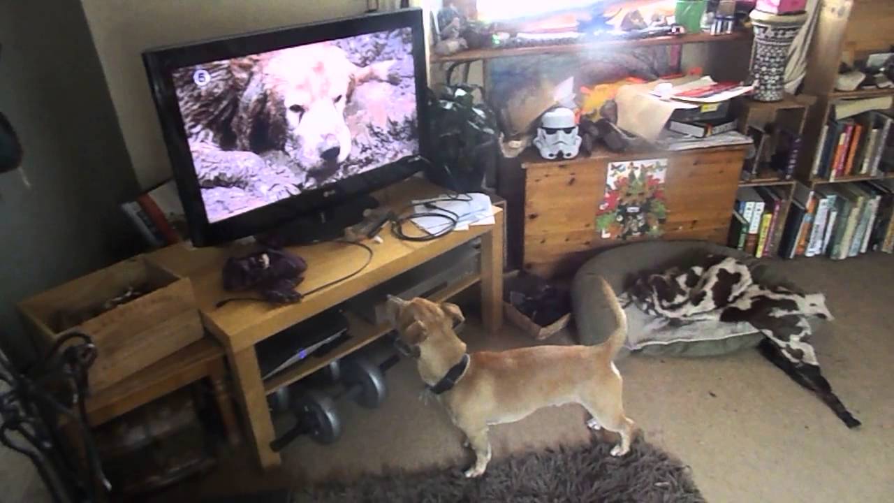 uko the dog watching homeward bound, dog gets stuck in ditch - YouTube