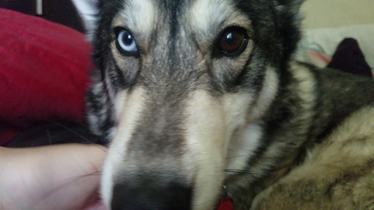 Good Morning Lobo! - YouTube