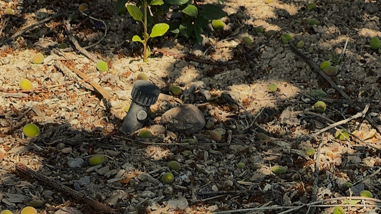 "June Drop" - Fruit Withering & Falling Before Ripening - YouTube