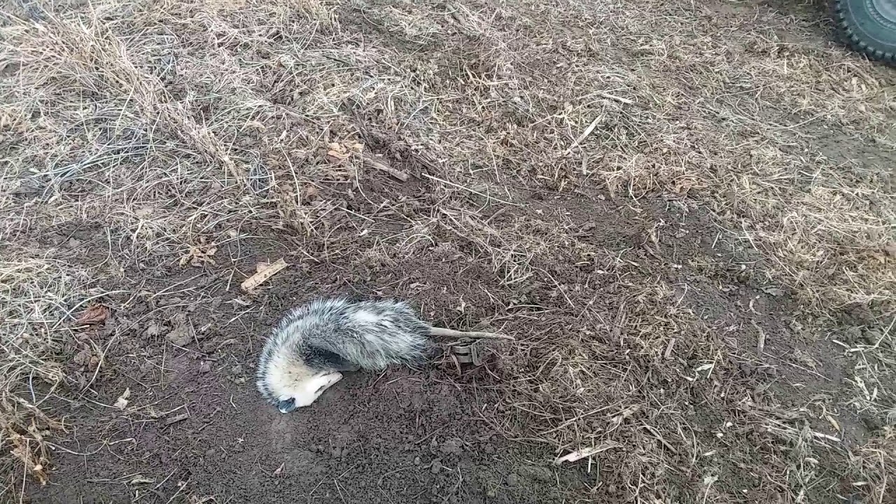 Missouri trapping.check day 38. - YouTube