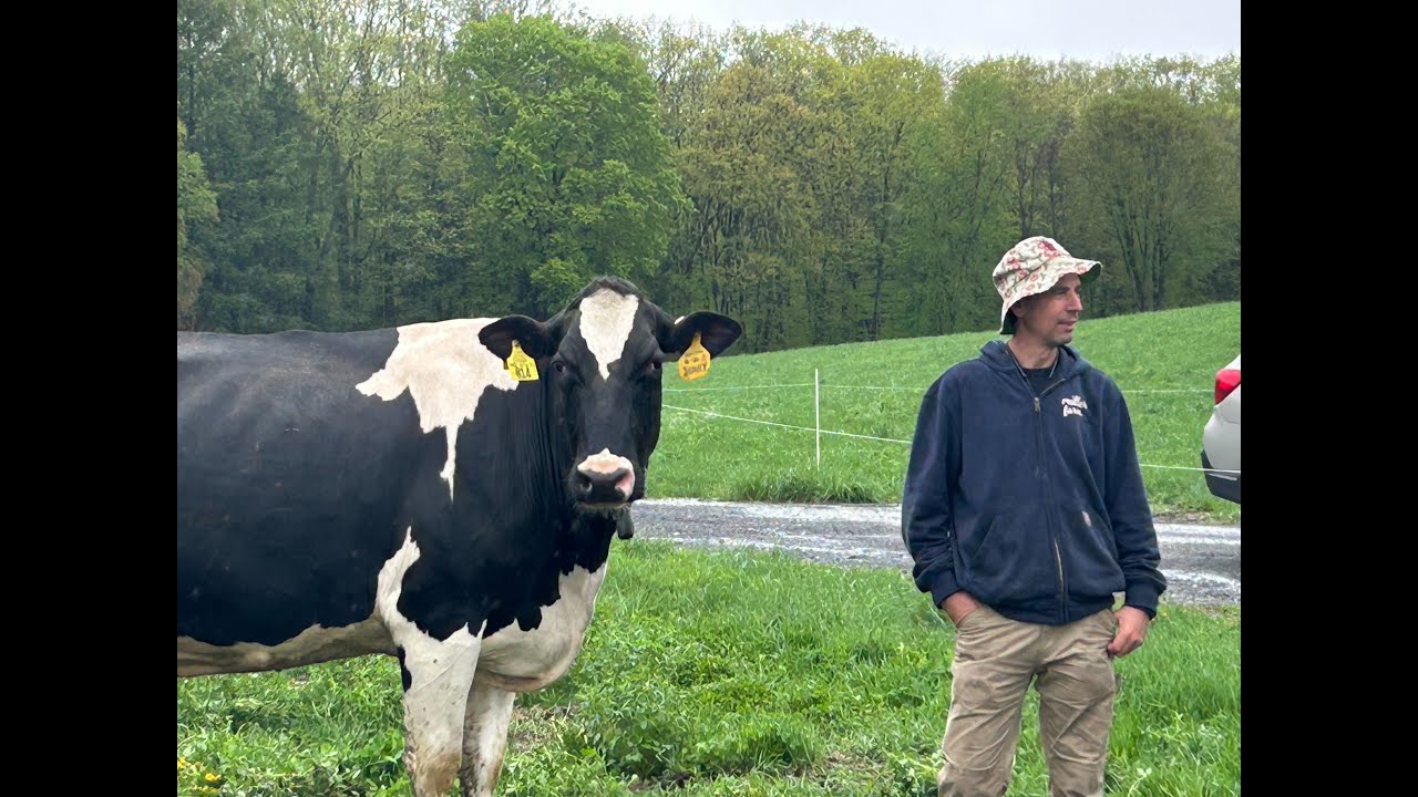 Miller Farm 'Annual Cow Turnout' 2025 - YouTube