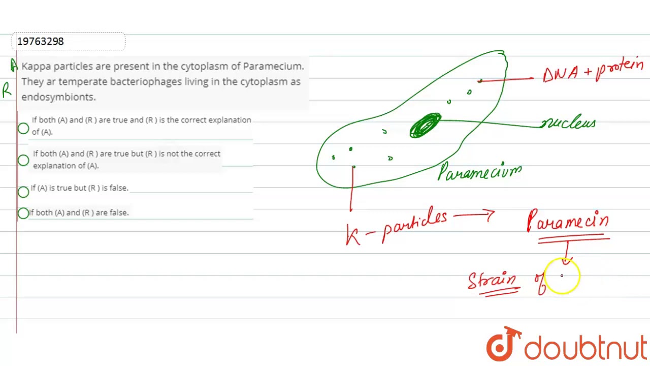 Kappa particles are present in the cytoplasm of Paramecium. They ar ...