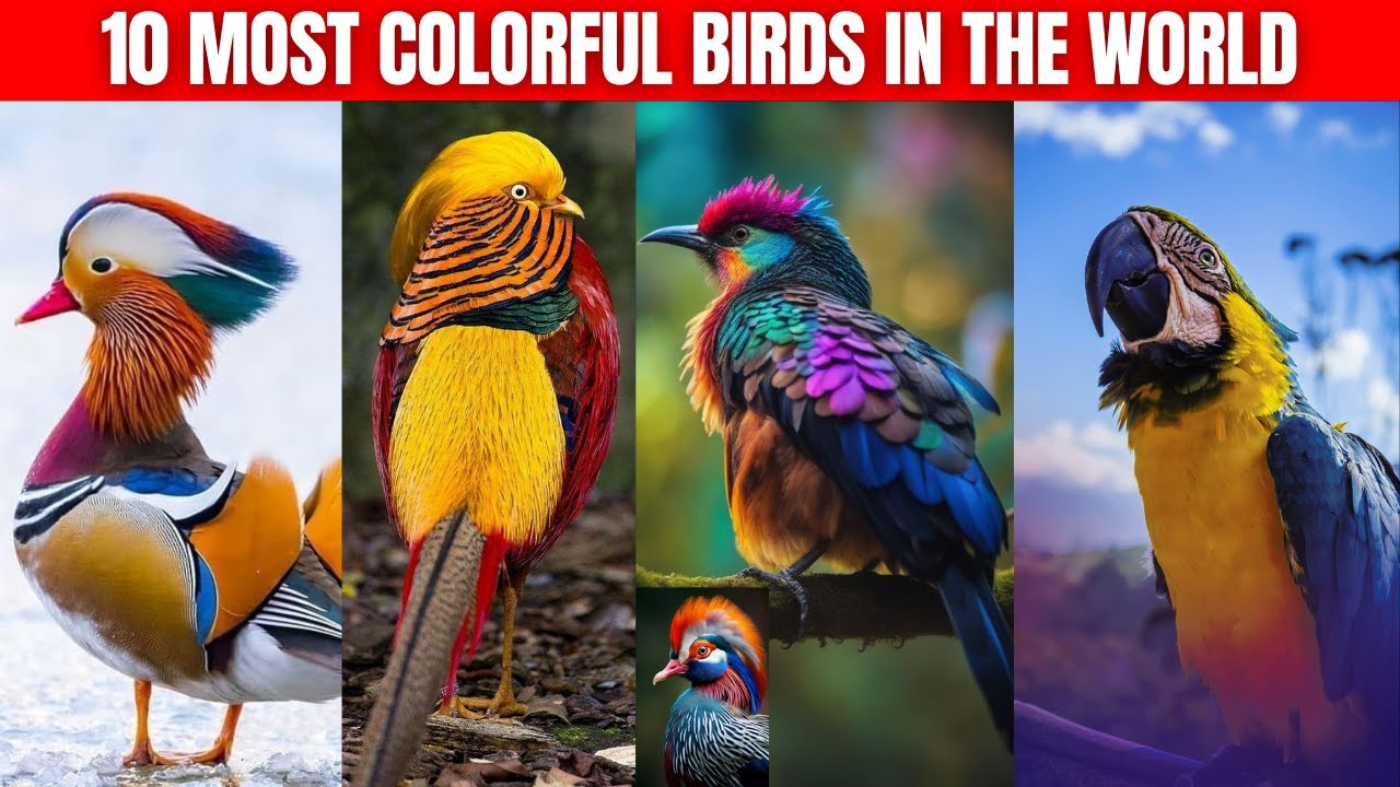 Most Colorful Birds In The World... - YouTube
