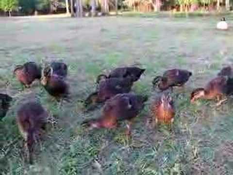 Rouen Ducks Five Weeks Old - YouTube
