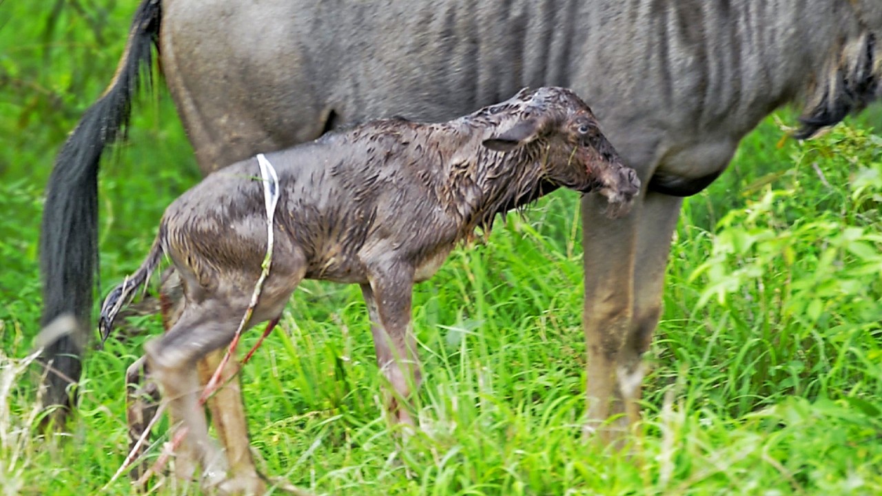 Wildebeest Takes Its First Wobbly Steps Minutes After Birth - YouTube