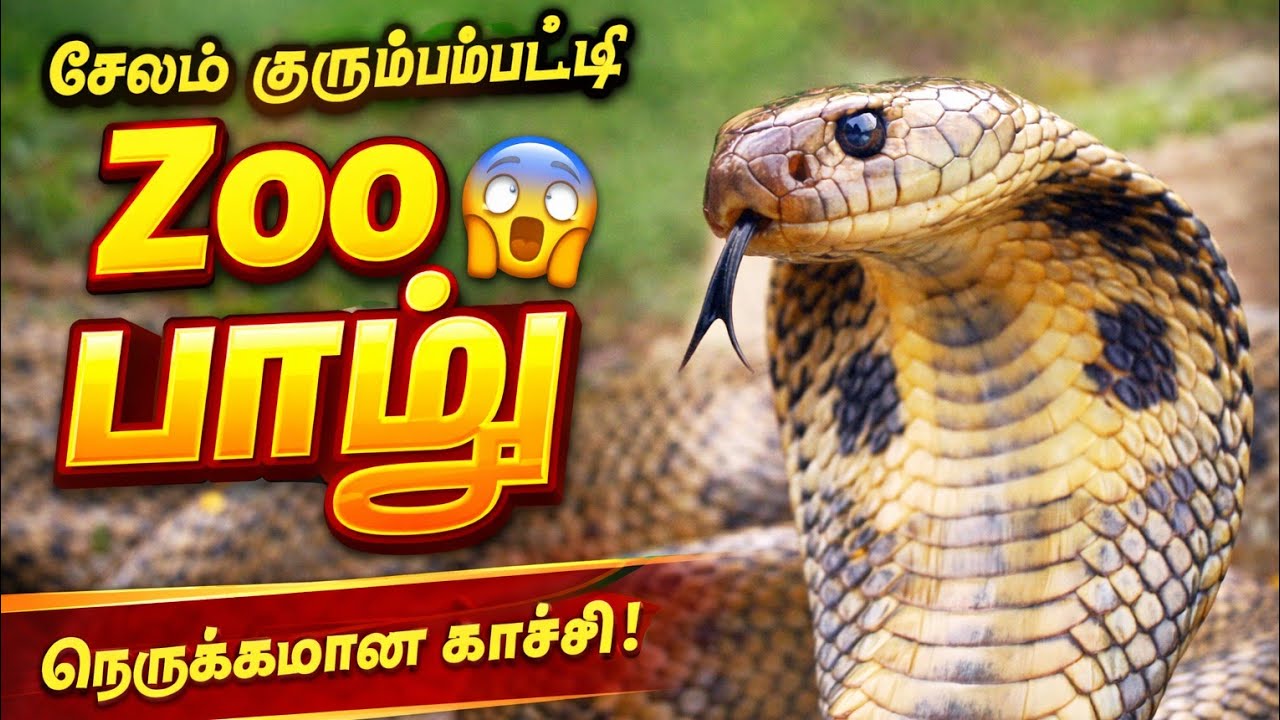 Salem Kurumbampatty Zoological Park-Pambu 🐍| Snake Video Tamil - YouTube