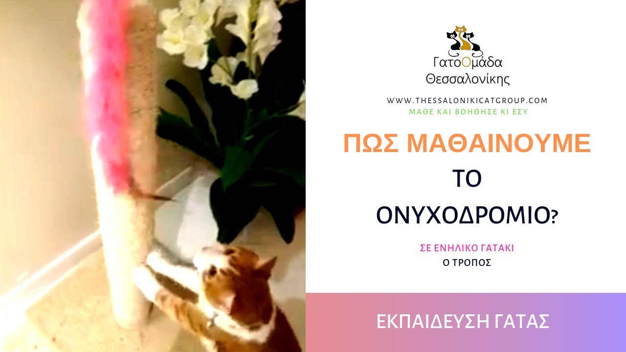 ΟΝΥΧΟΔΡΟΜΙΟ πώς θα το μάθει το ΕΝΗΛΙΚΟ γατάκι σας Δεν θα καταστρέφει ...