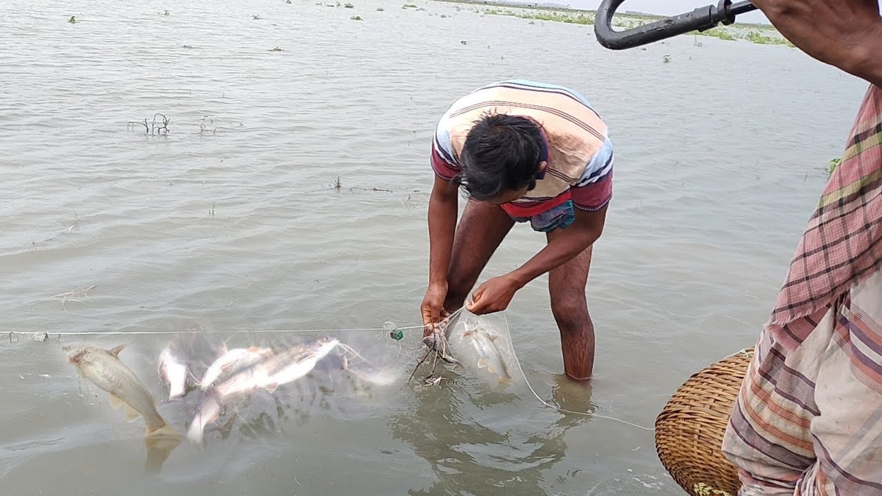 ভারি বর্ষায় বিলে কারেন্ট জাল দিয়ে টেংরা ও কৈ মাছ শিকার।। Fishing in ...