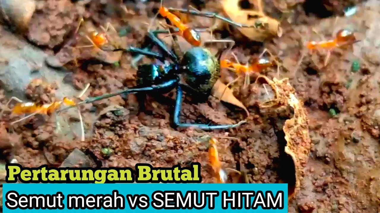 PERTARUNGAN SEMUT MERAH MELAWAN SEMUT HITAM - YouTube