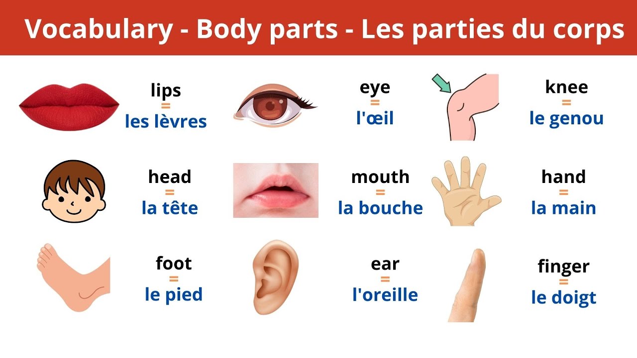 Mots simples pour apprendre l'Anglais - Body Parts Vocabulary #3 - YouTube