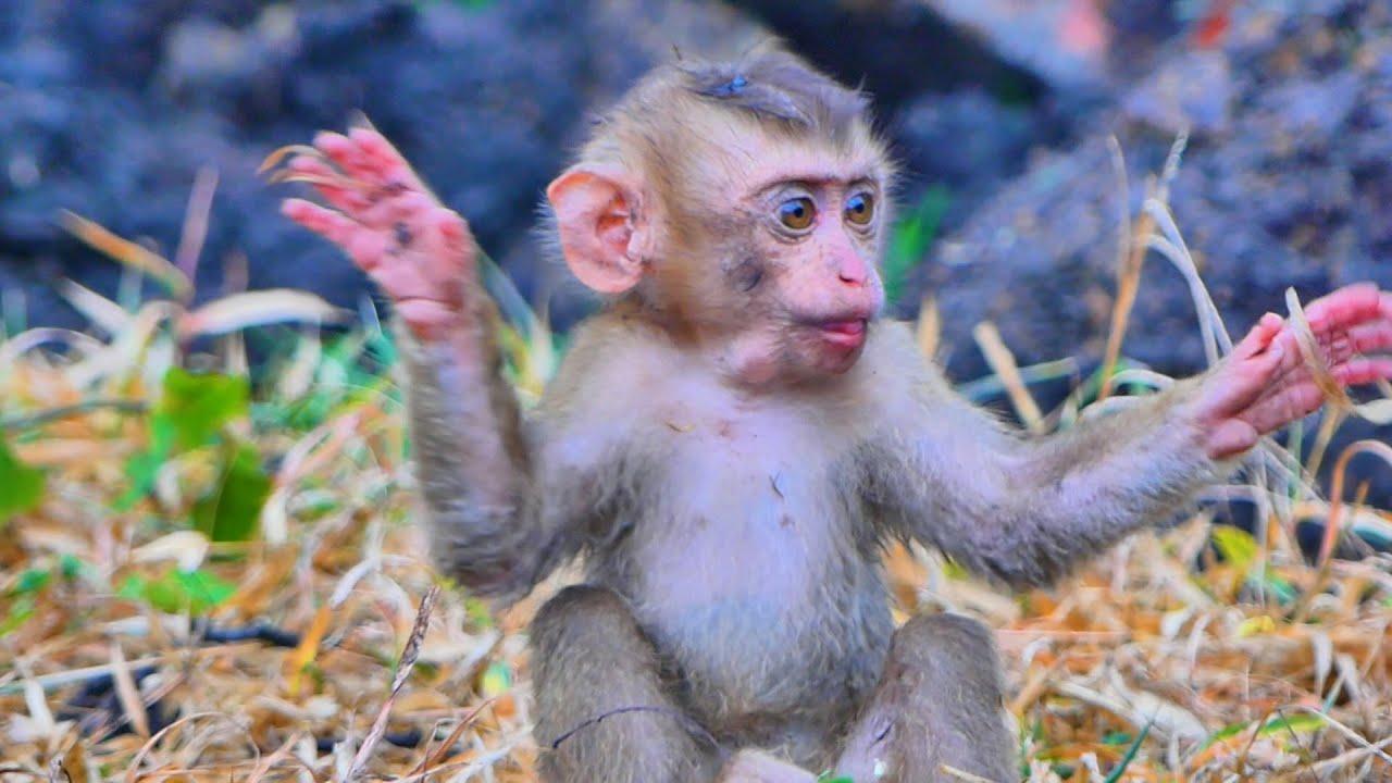 Cutie baby monkey SARO raises his hand for what. - YouTube
