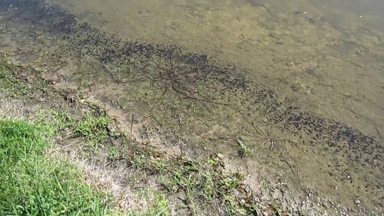 Tadpole Migration! Boynton Beach, FL - YouTube