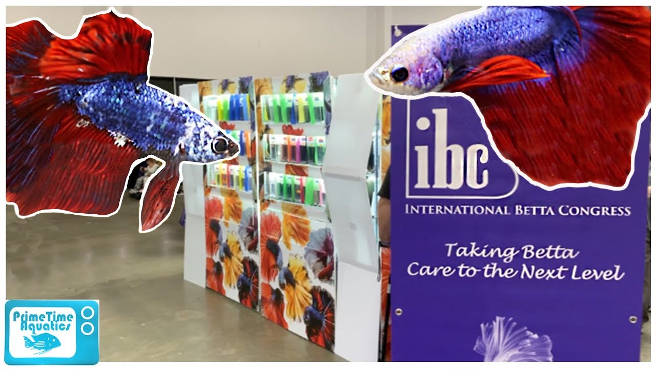 The *ULTIMATE* Betta Competition! Could You Pick Just One??? - YouTube