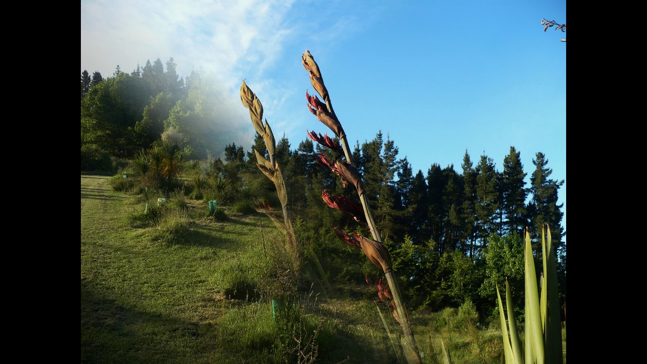 NPC NATIVE PLANTS 2019 - YouTube