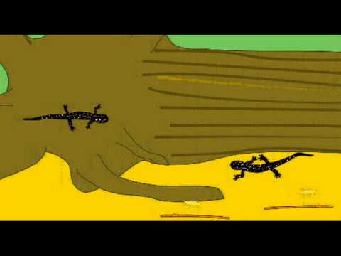 HABITATS: AMPHIBIAN: INTERNAL FERTILIZATION IN SALAMANDERS - YouTube