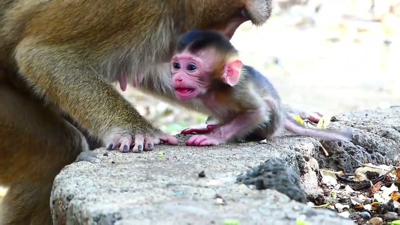 Little Cute Is Falling From The Fence, When Mother Sarika Goes Out From ...