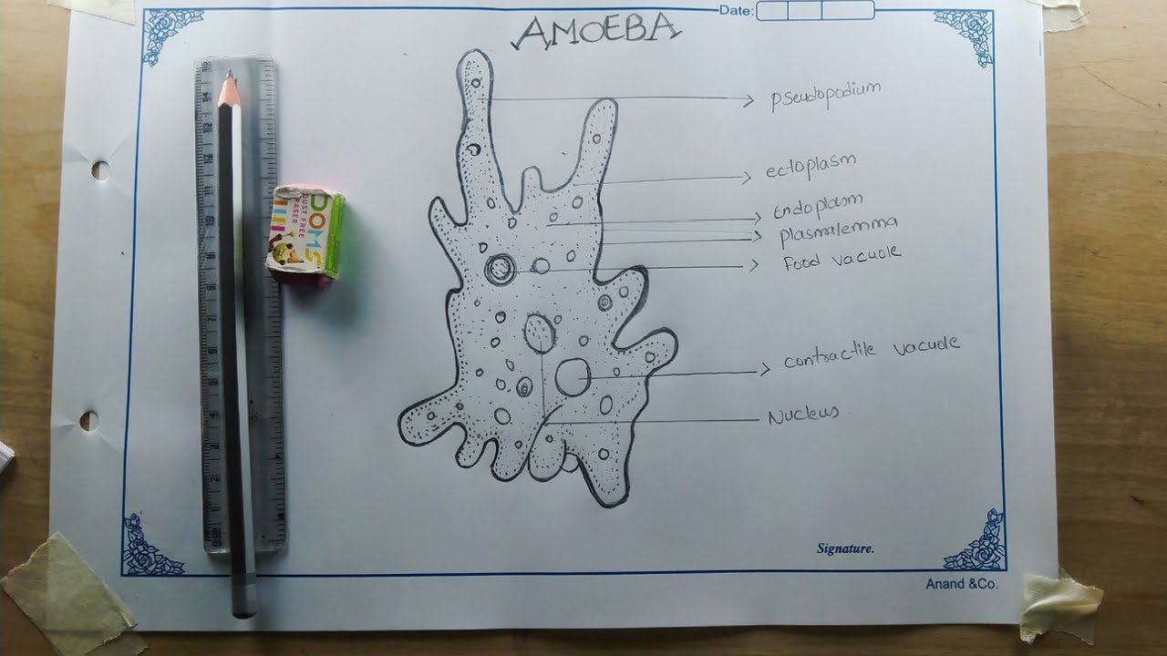 Intermediate zoology practical record.#102 How to draw AMOEBA . - YouTube