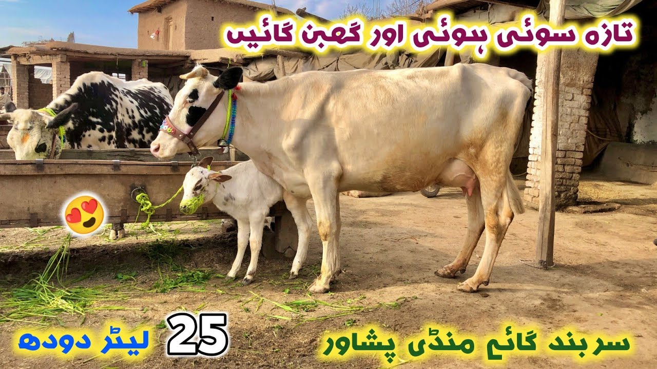 Cow Mandi Peshawar New Updates 2024 | Milk Cow Prices In Peshawar ...