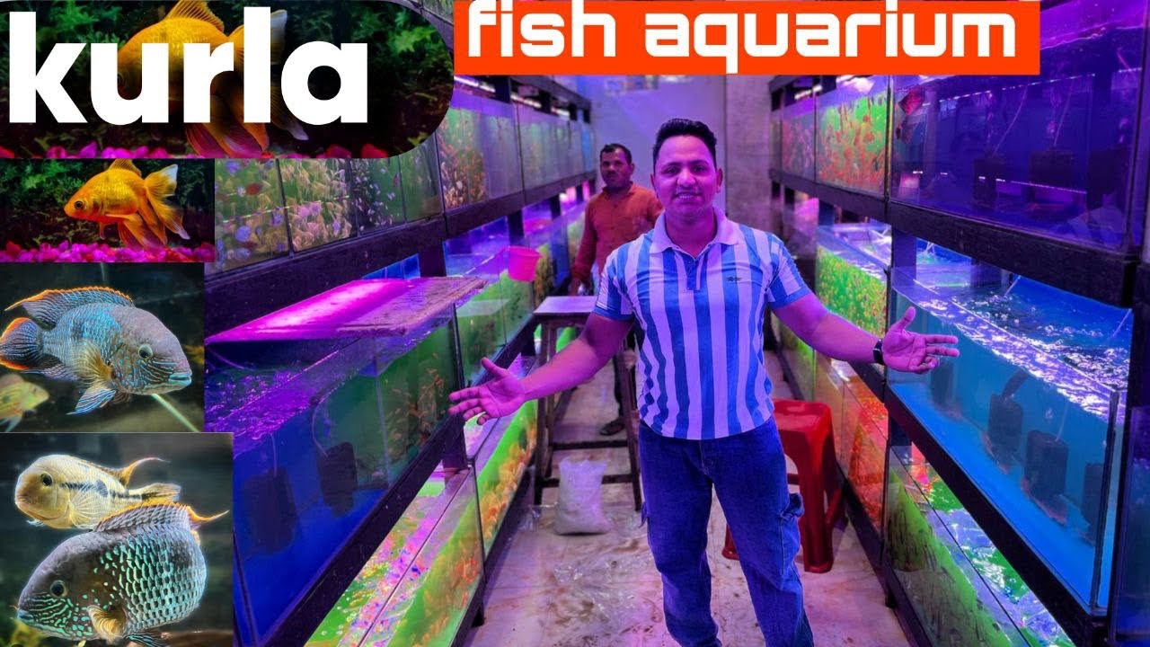kurla fish market vlog Popular Aquarium Fish Dealers in KurlaEast ...