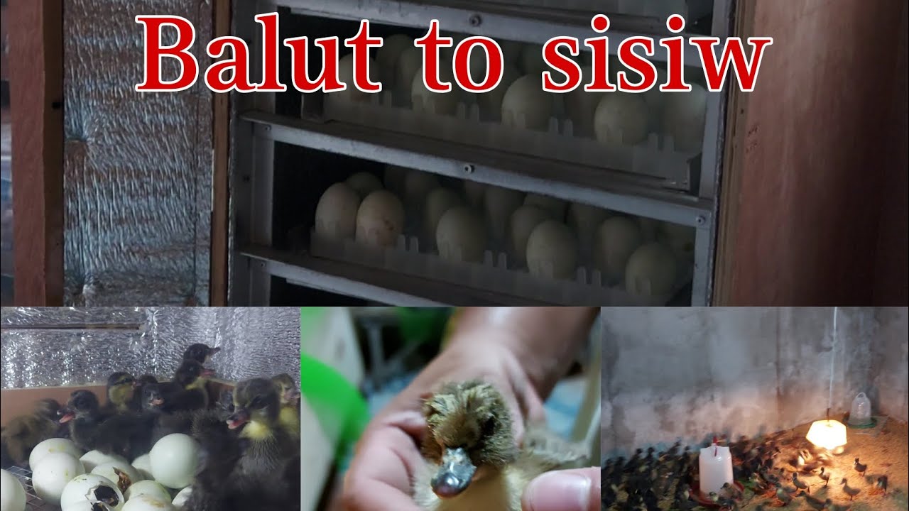 Biniling balut sa balutan napisa pa rin - YouTube