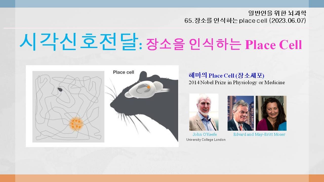 일반인을 위한 뇌과학 65: 장소세포(Place cell) - YouTube
