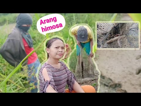 CATCHING A CATFISH/MUD FISH AT OUR FARM || ARANG DAKOA SA AMONG ...
