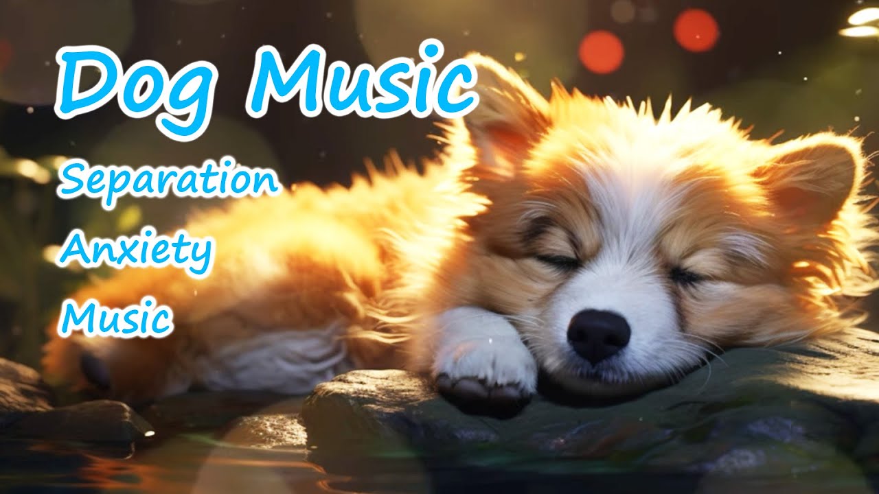 Super Relaxing Sleep Music For Golden Retrievers ♫ Relax Your Puppy ♥ ...