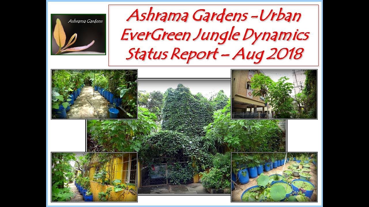 Ashrama Gardens - Urban EverGreen Jungle Dynamics Status Report ...