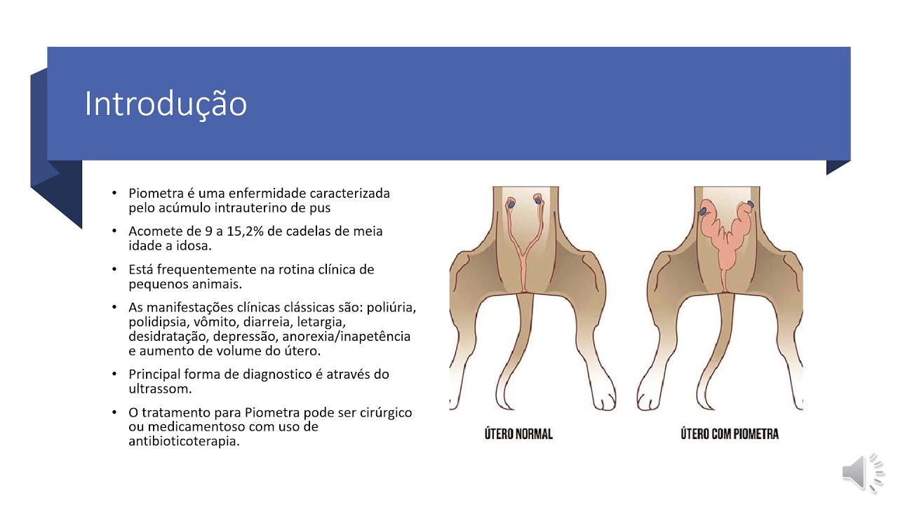 Diagnóstico de piometra por ultrassom - YouTube