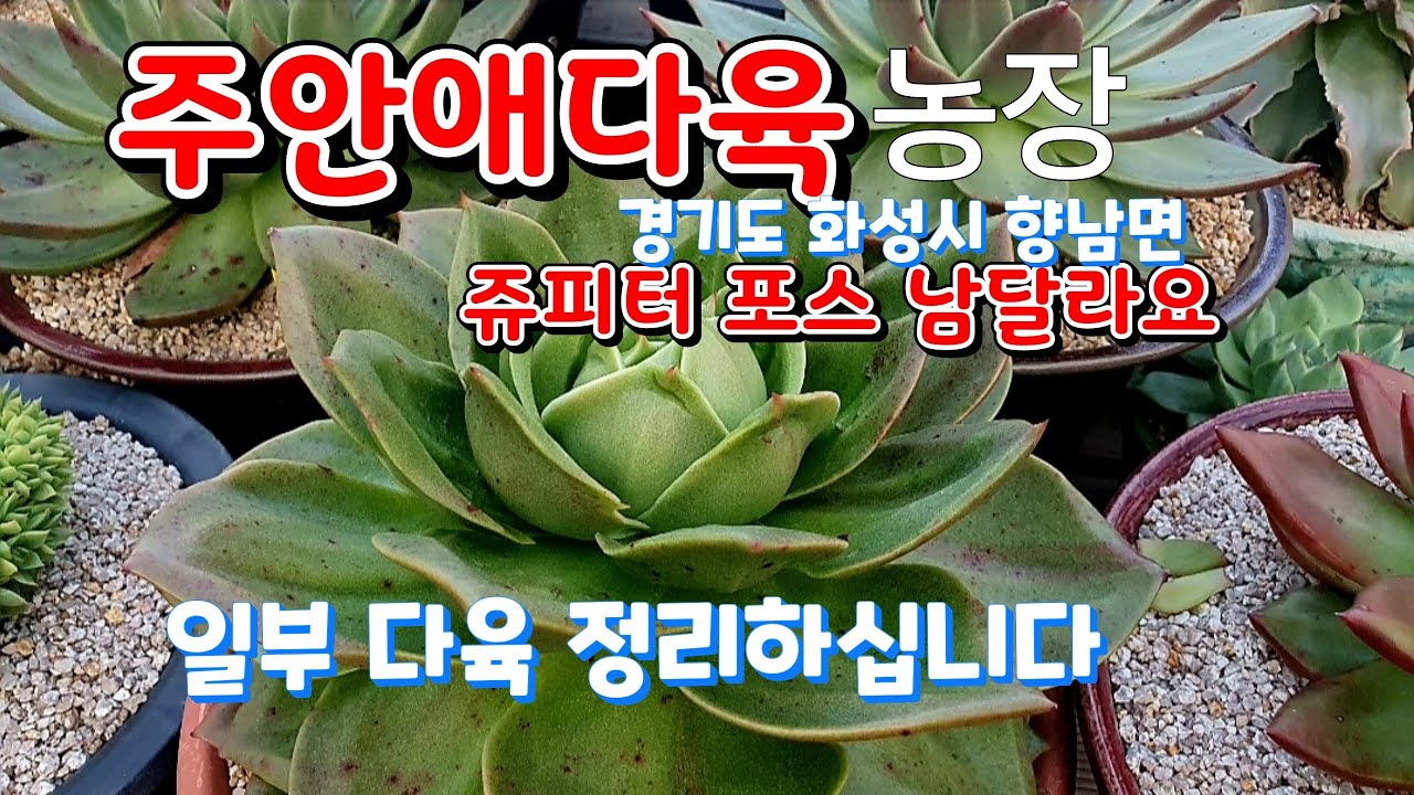 주안애다육농장 일부 다육정리를 하십니다다육농장주안애다육농장화성시다육농장우리연느호주마리아원종에보니해모수쥬피터
