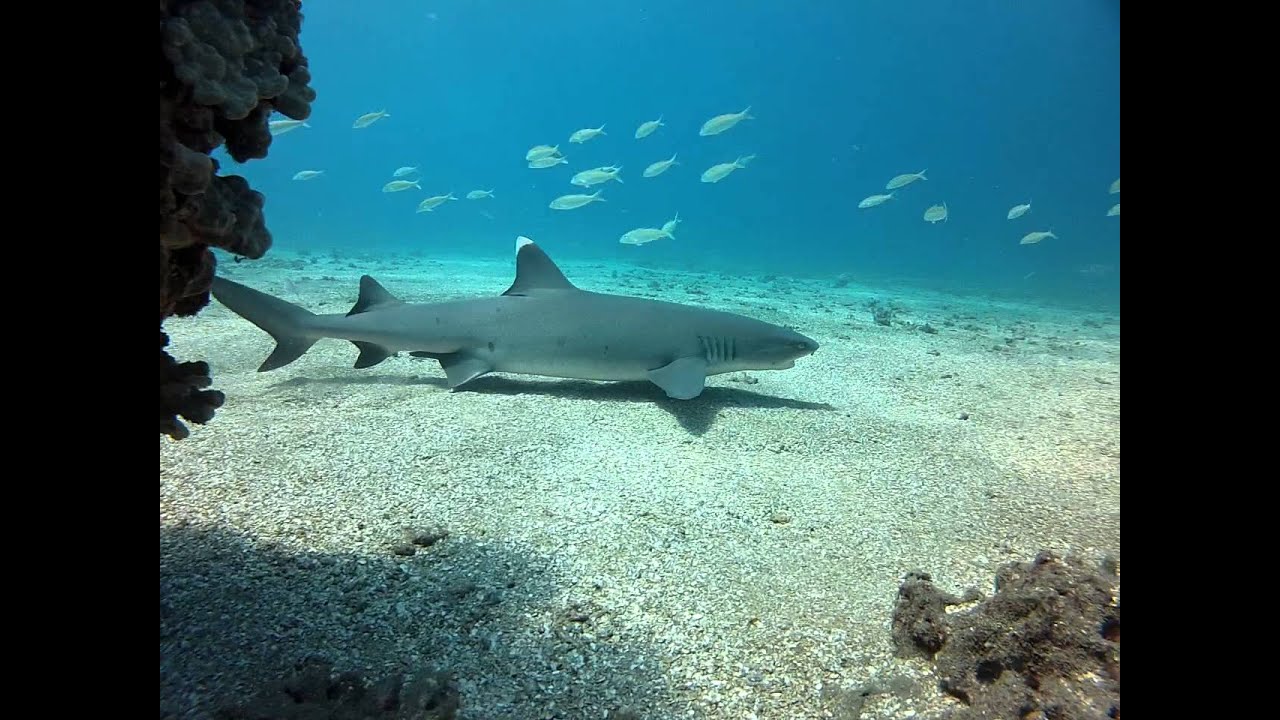 Mala Ramp - Maui Hawaii Feb 2014 - White tip reef shark - YouTube