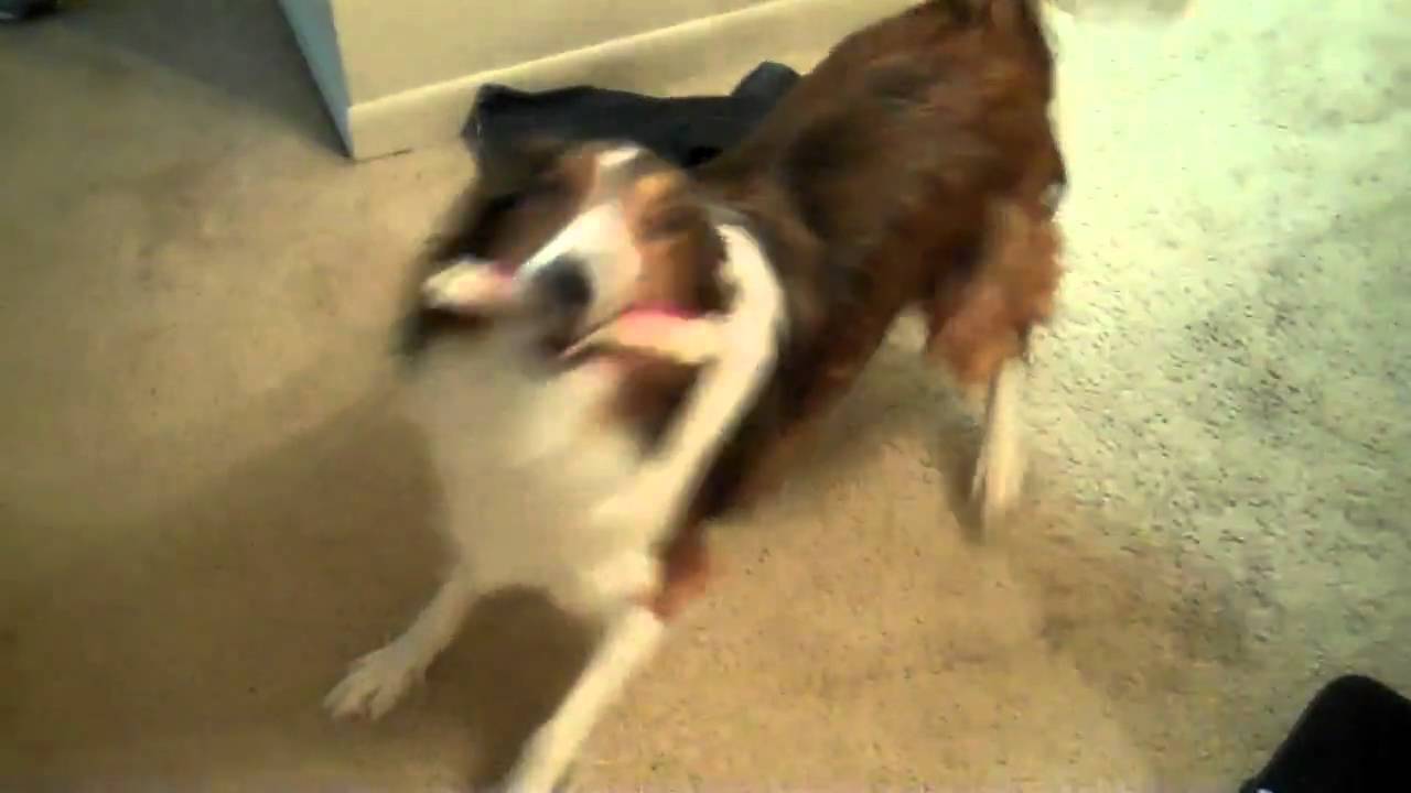 sheltie being silly - YouTube
