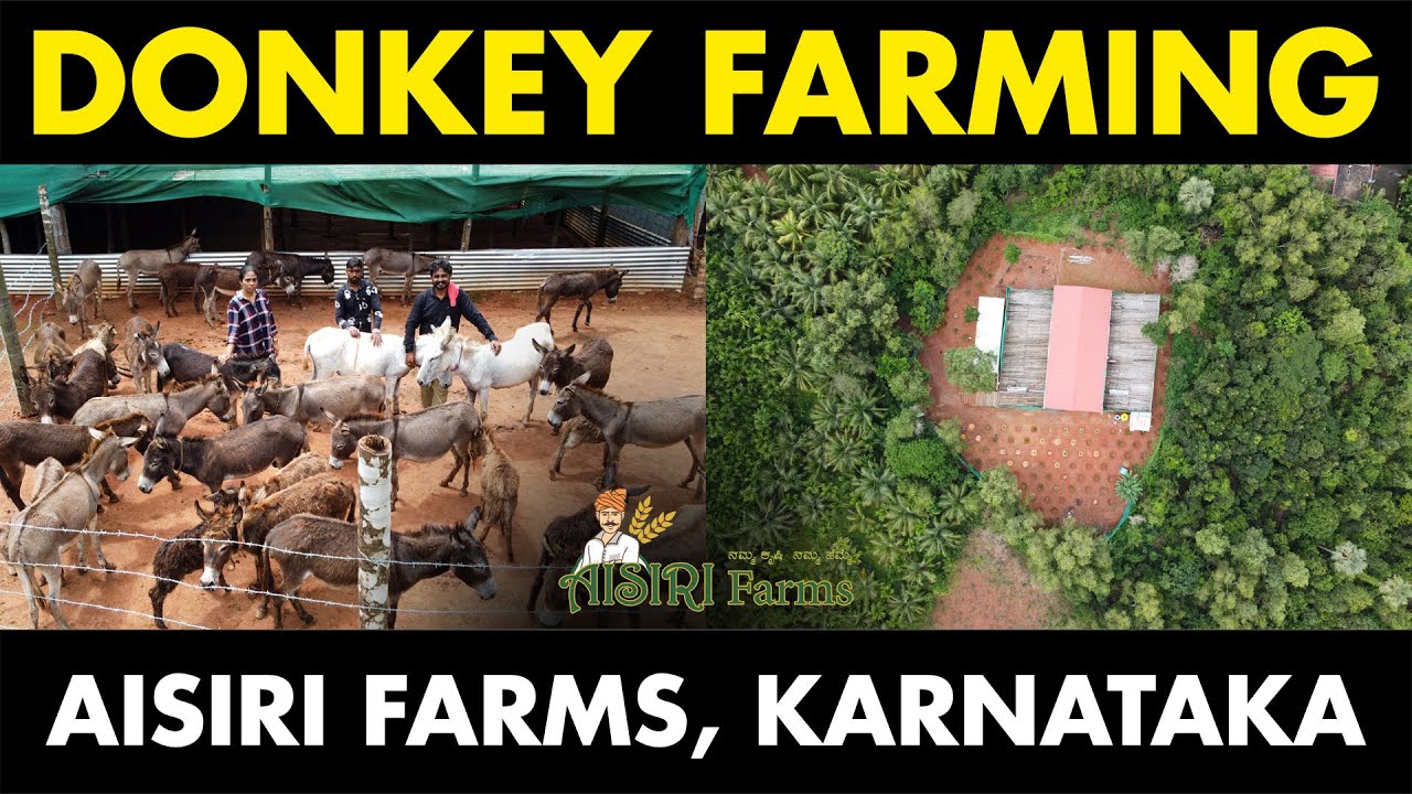 Donkey Farming | Aisiri Donkey Farm, Ira, Karnataka - YouTube
