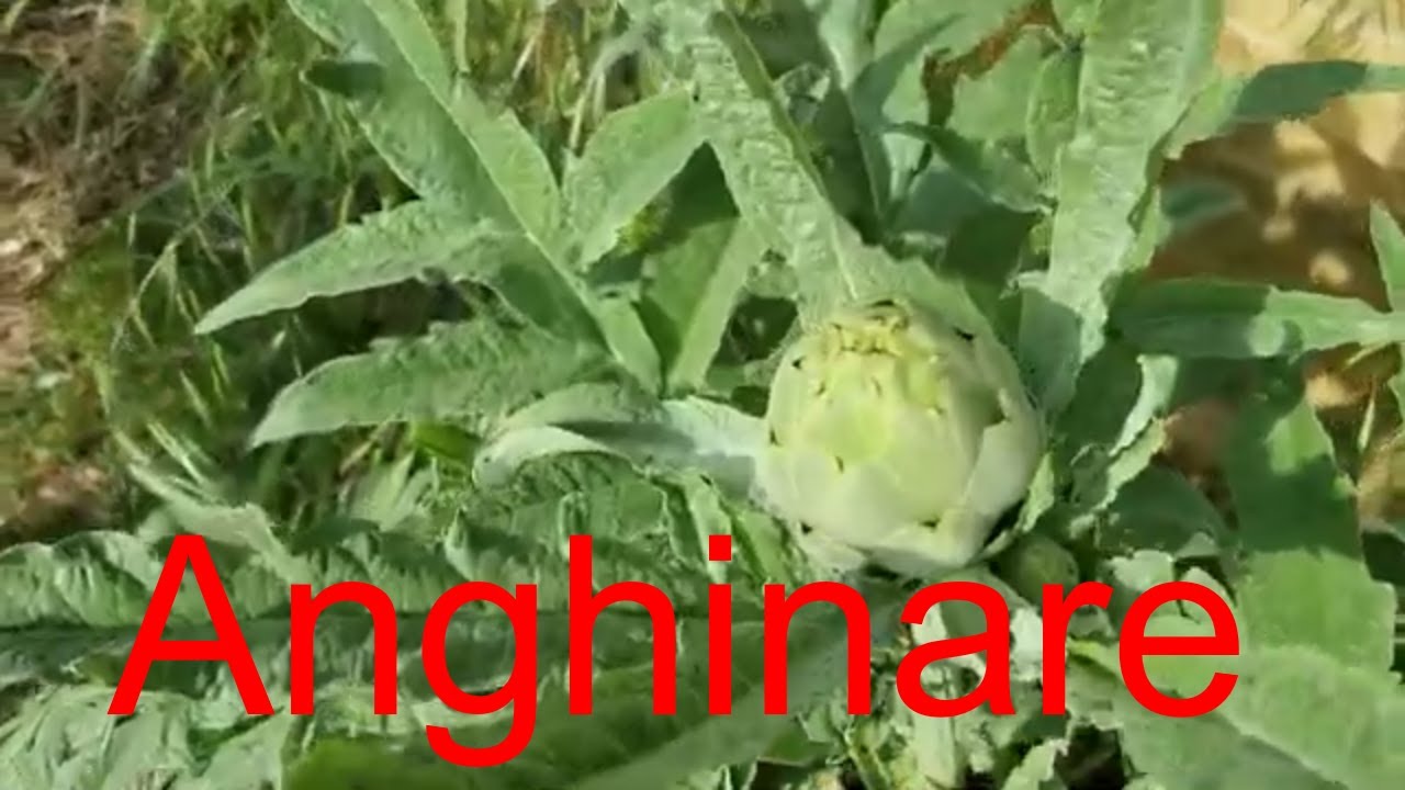 Anghinare . Cum arata anghinarea si cum creste inainte de a o culege ...