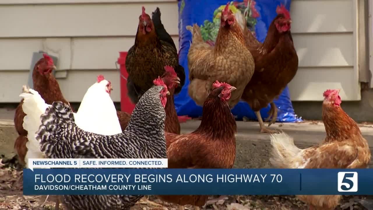 Neighbors band together to save drowning chickens during recent ...