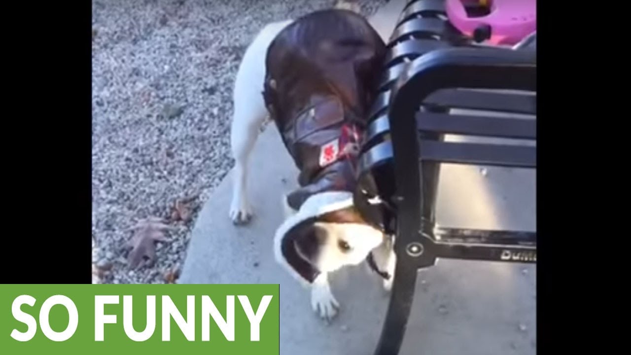 Shiba Inu puppy completely obsessed with French Bulldog's outfit - YouTube