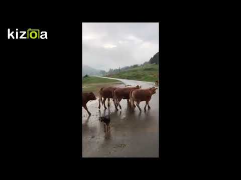 Kizoa Movie - Video - Slideshow Maker: Daskalos Farm - Smixi 21/05/18