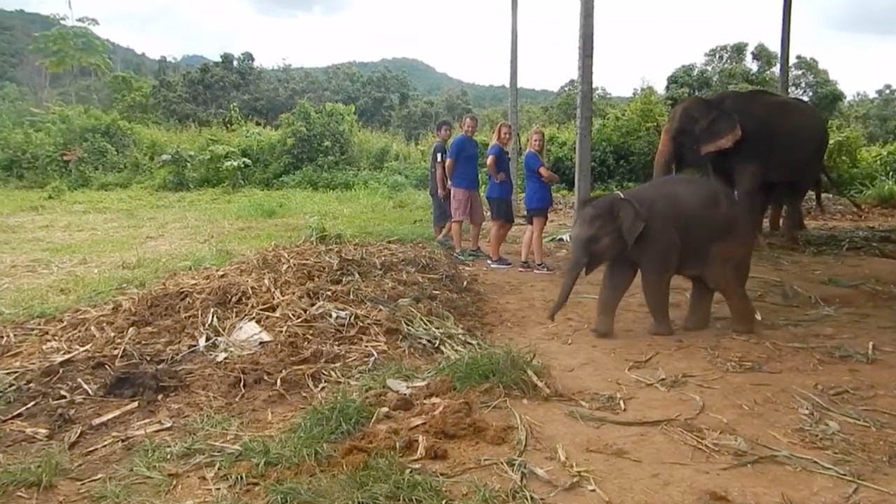 Cute Baby Elephant Laughs During Playtime - YouTube