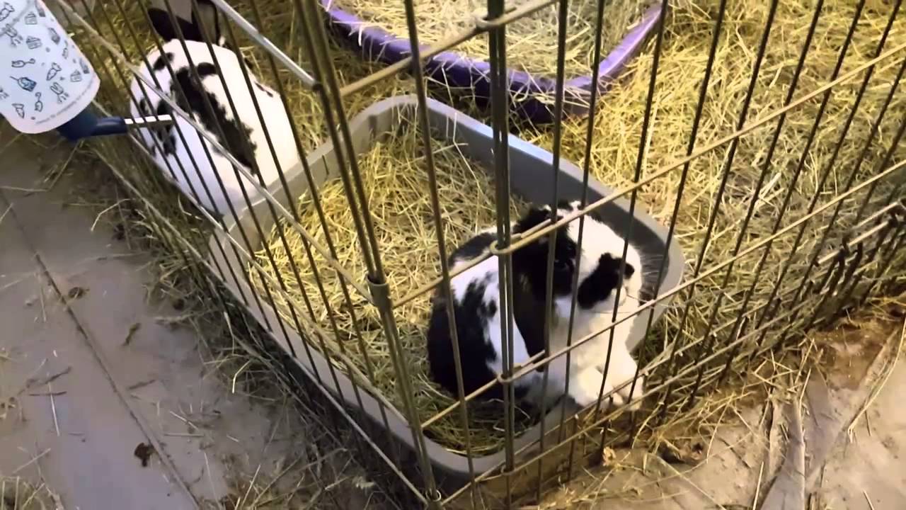 Tour of Rodent Room! (Guinea Pig and Rabbit Room) - YouTube