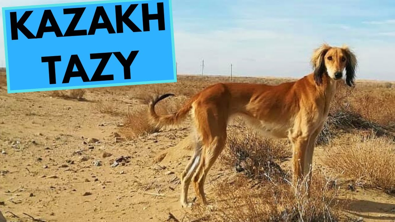 Kazakh Tazy - TOP 10 Interesting Facts - YouTube