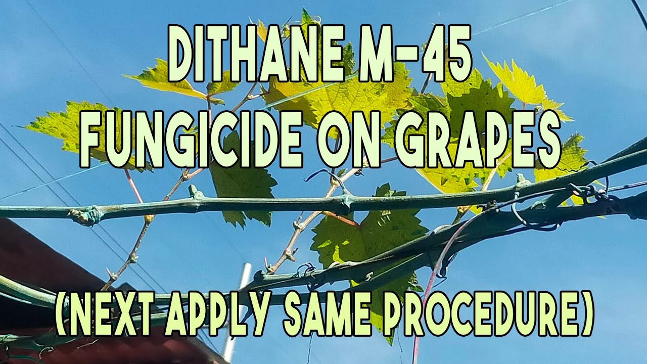 DITHANE M45 ON GRAPES | (w/ ENGLISH CAPTION) - YouTube